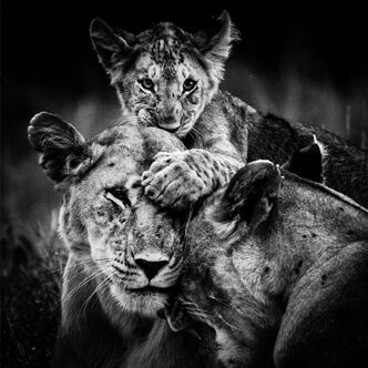 YellowKorner: Art Photography · Art Gallery · Online Photo Purchase